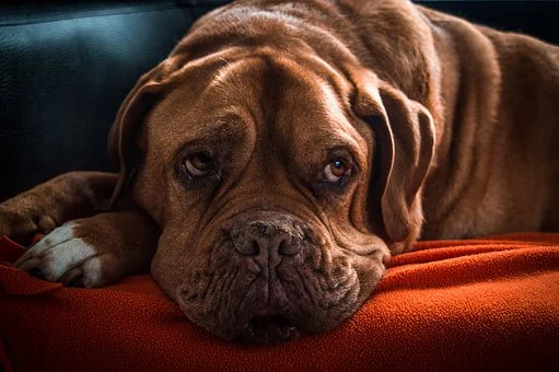Life with Aging Dogs - Problems and Tips – Bark Begone