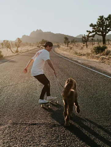 You Need a Dog! Ten Reasons Why You Should Become a Dog Owner – Bark Begone