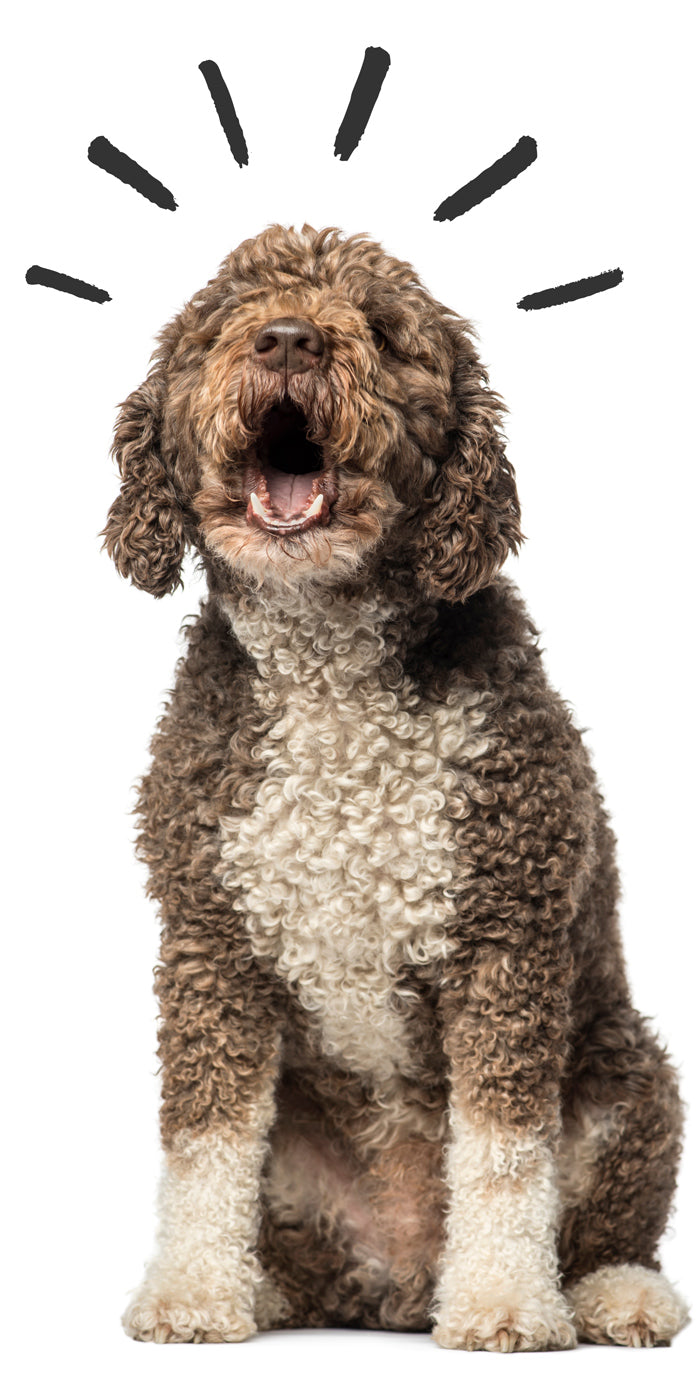 Bark Begone - Ultrasonic Dog Trainer - The Best Dog Barking Device